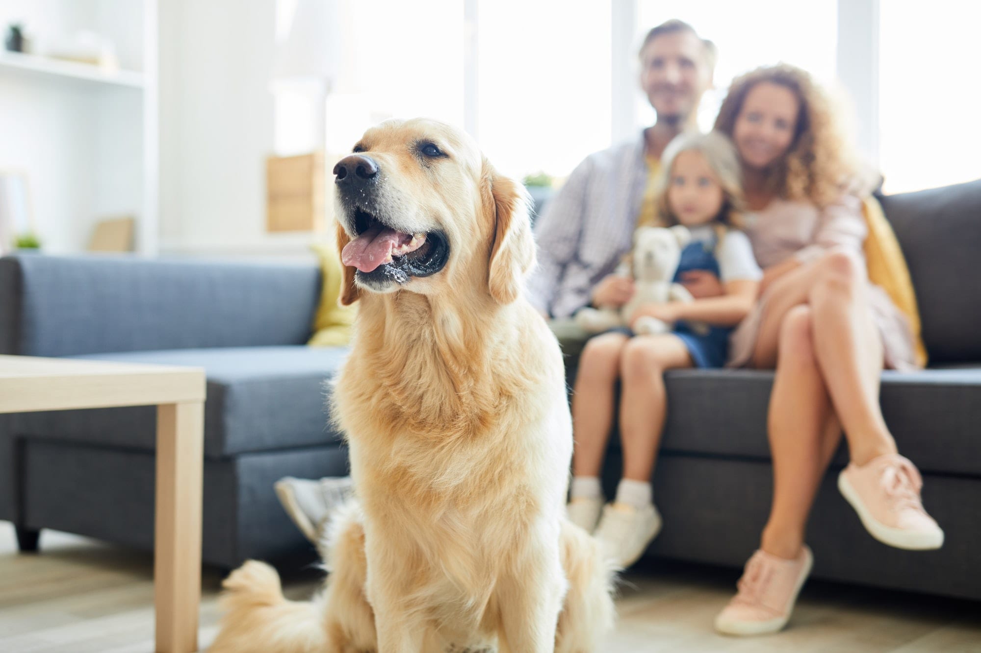 Emotional Wellness Month: The many ways pets help us emotionally | Stewart